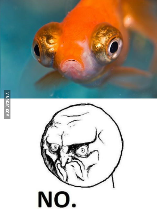 Grumpy fish is grumpy - 9GAG
