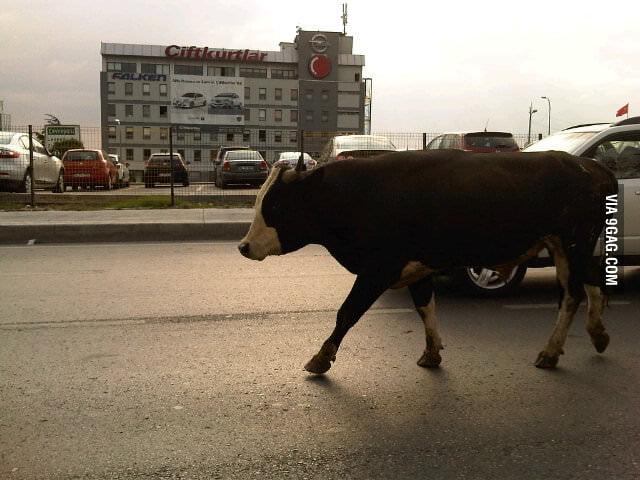 Meanwhile in Turkey - 9GAG