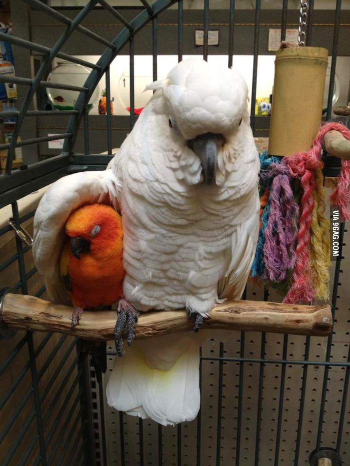 I'll take you under my wing - 9GAG