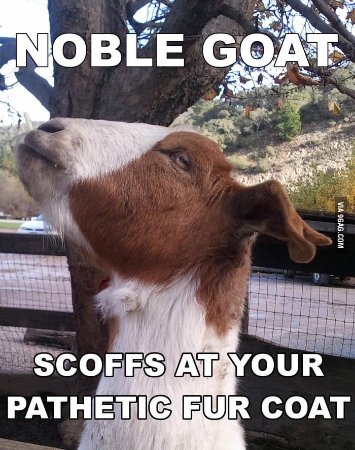 Noble Goat - 9GAG