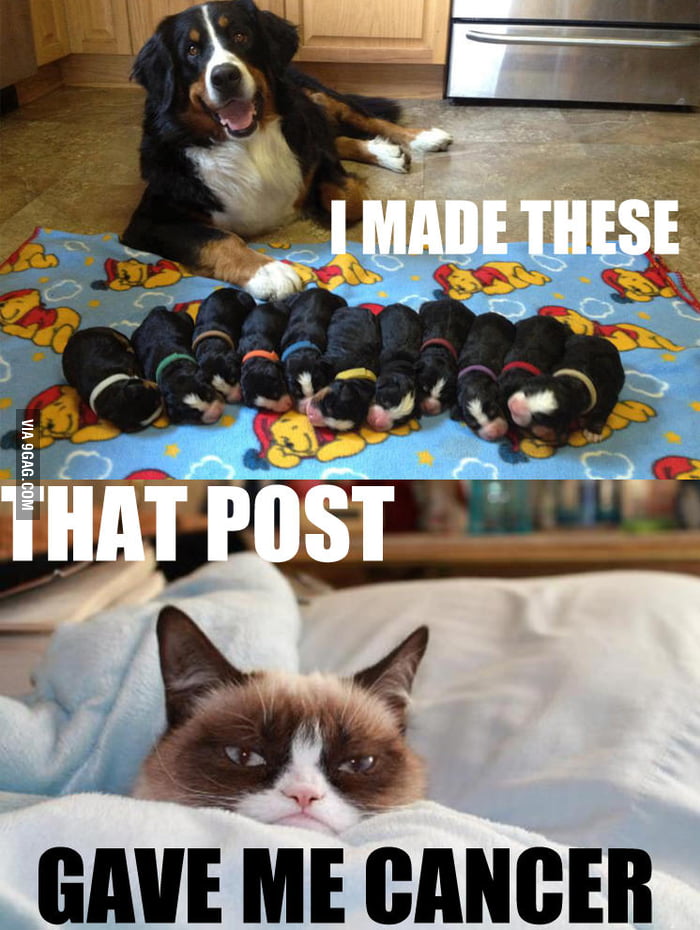Grumpy cat does not approve! - 9GAG