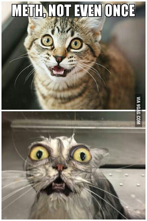 Meth cat - 9GAG