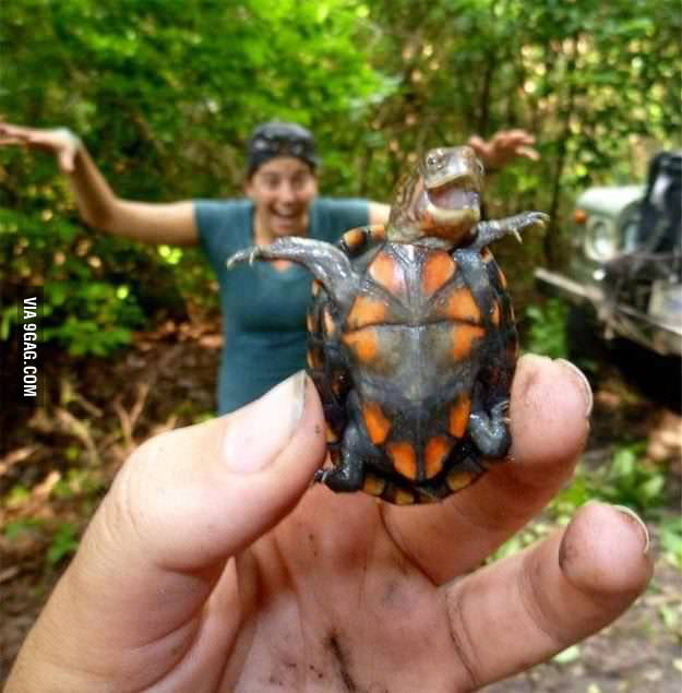 Happy turtle is happy - 9GAG