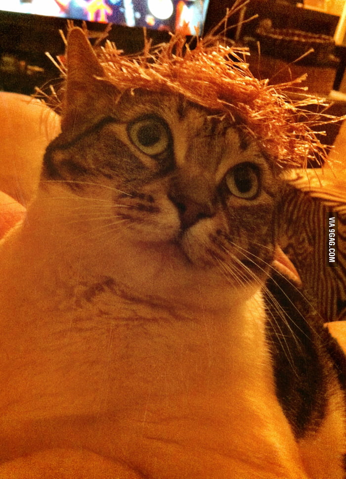 Jesus Kitty. Forgives you for your sins. - 9GAG