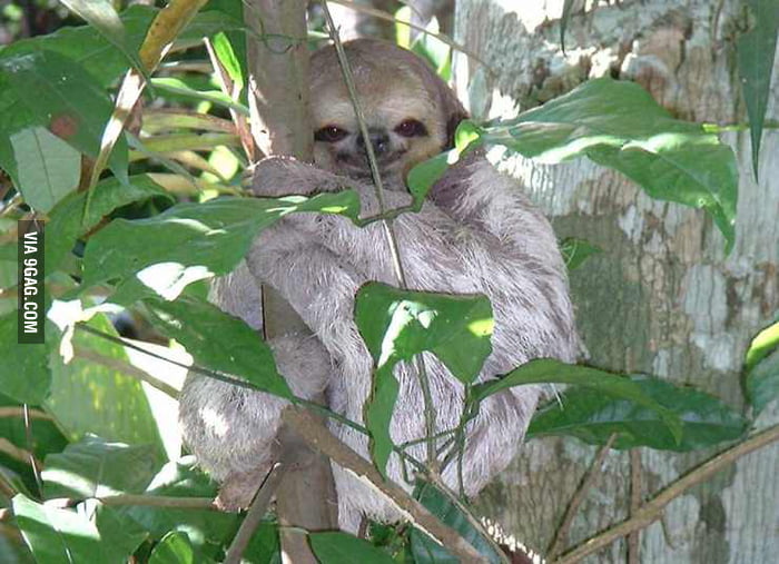 Creepy sloth :) - 9GAG