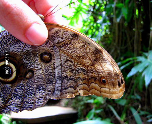Snake Head in the Wing of Butterfly - 9GAG