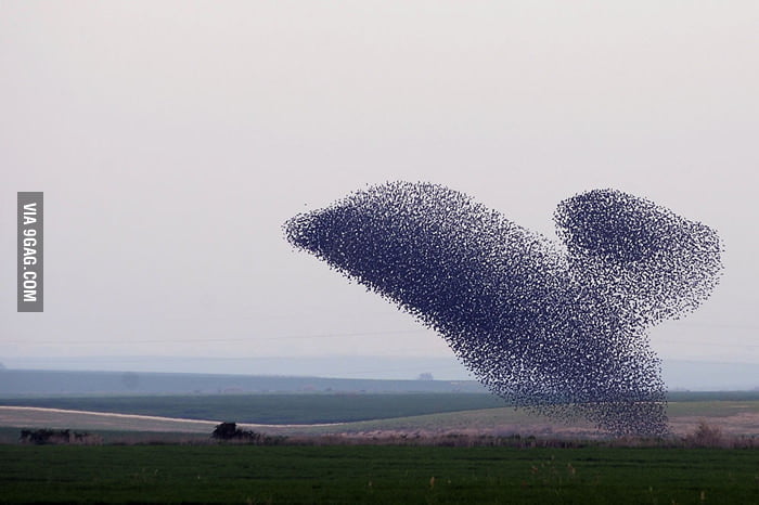 A flock of starlings make a dolphin shape as they fly away. - 9GAG