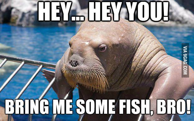 Coolest walrus ever - 9GAG