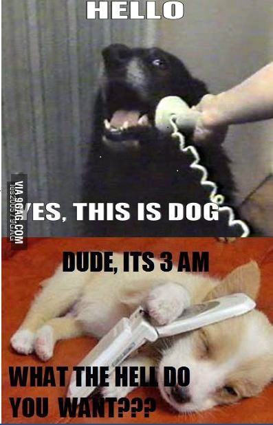 Just... Dog. - 9GAG