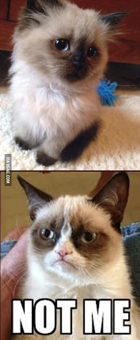 Young grumpy cat... - 9GAG