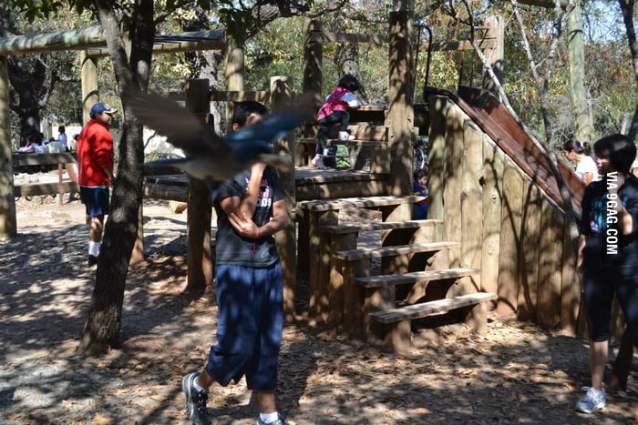 Bird photobomb! - 9GAG