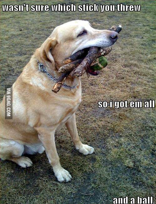 Good Guy Dog - 9GAG
