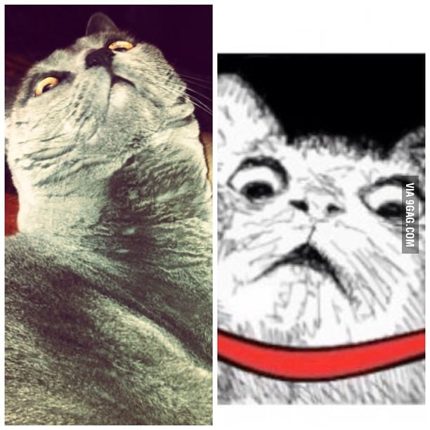 DAFUQ? My cat is exactly like this cat meme.. - 9GAG