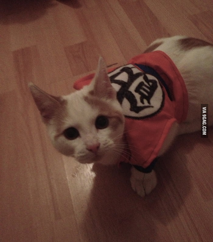 So we decided to give our cat Gohan a proper outfit.. - 9GAG