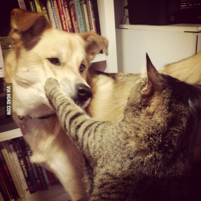 Pussy Btch Slap 9gag
