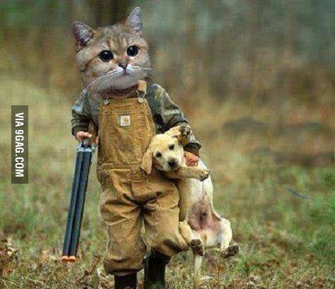 I typed in Google "cat hunter".. I wasn't disappointed - 9GAG