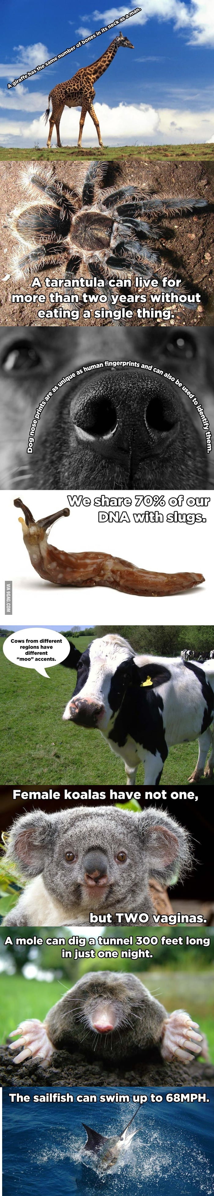 8 Animal Facts You Didn t Know 9GAG 8 Animal Facts You Didn t Know 9GAG