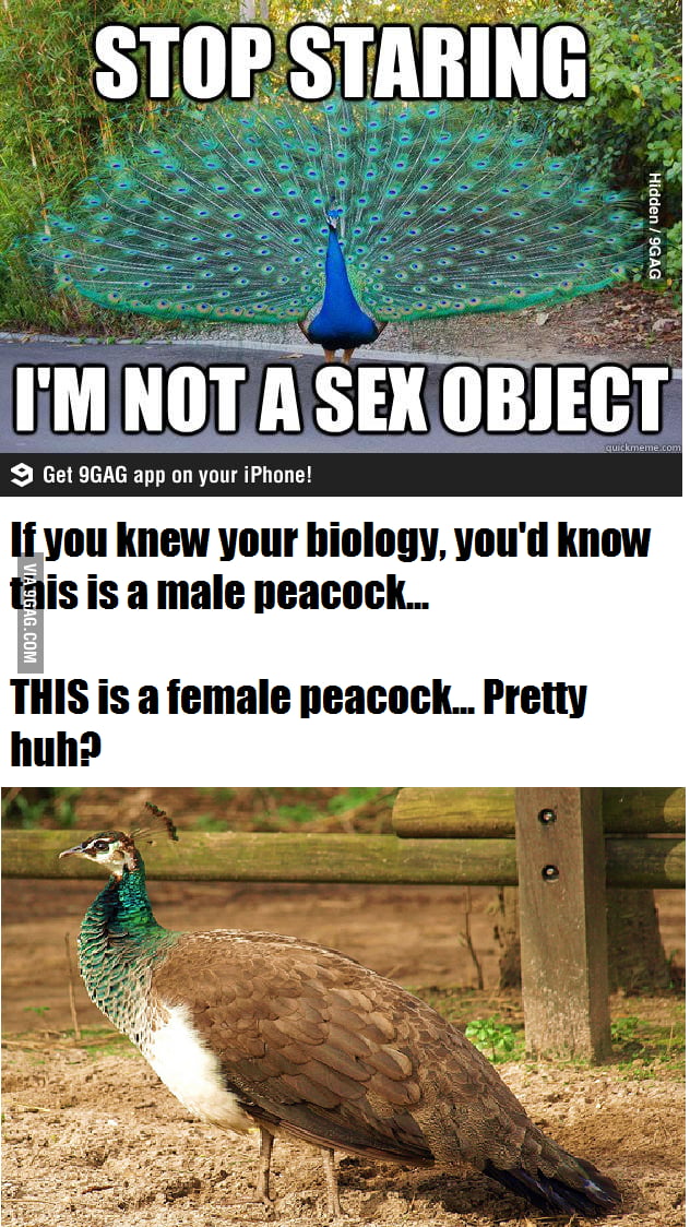 Saw a post today about female peacocks.... - 9GAG