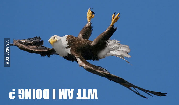 WTF Eagle - 9GAG