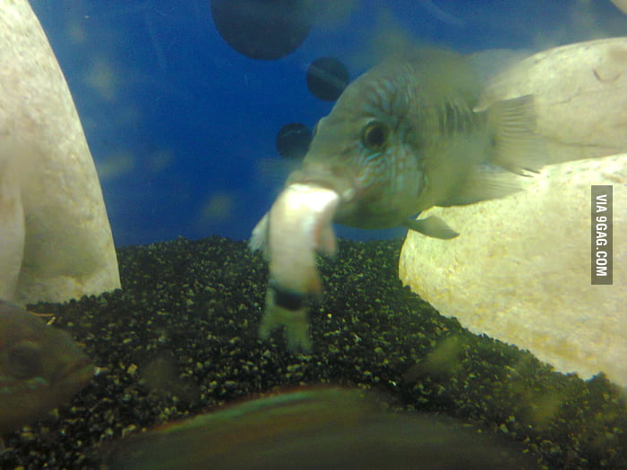 Insanity Fish - 9GAG