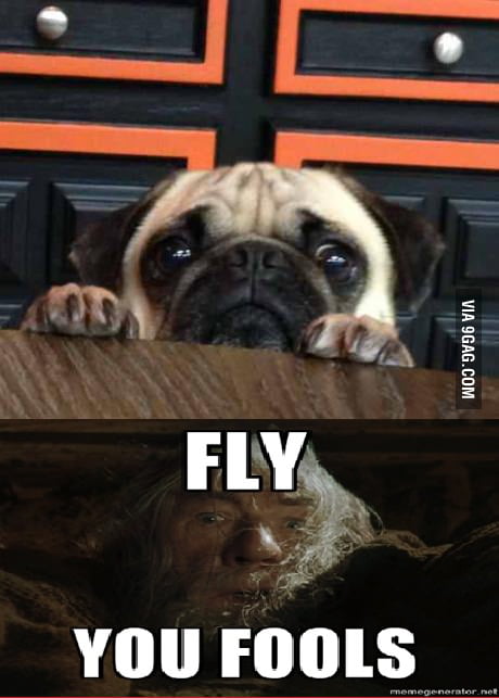Fly you fools!!! - 9GAG