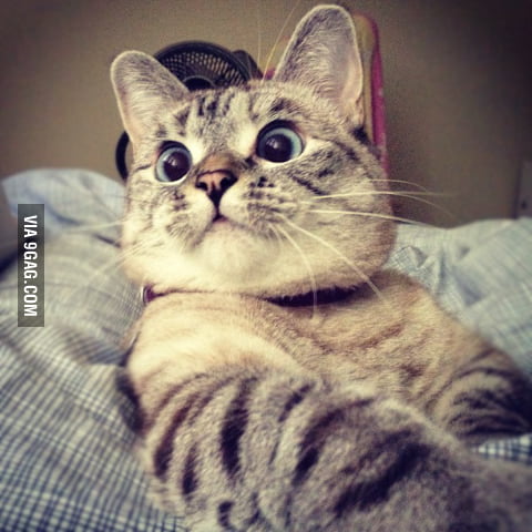 Freaking Cat - 9GAG
