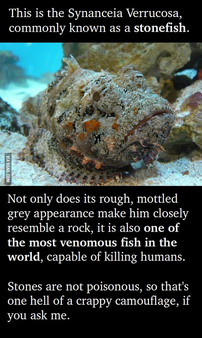 The stone fish - 9GAG
