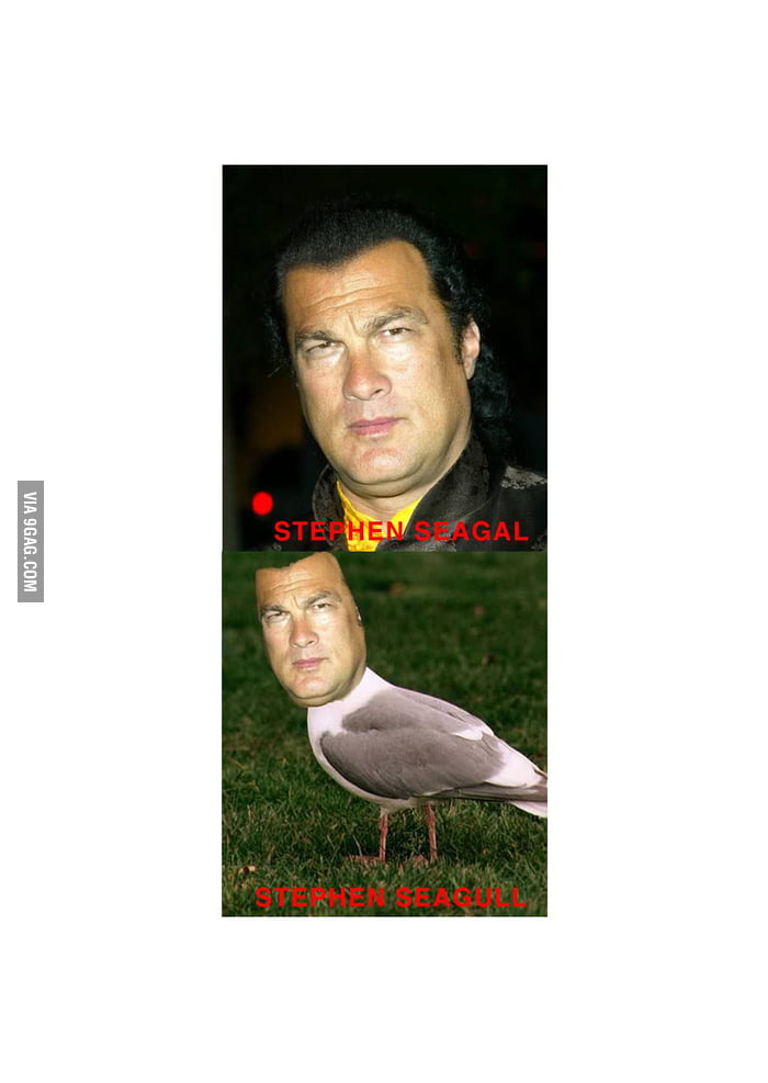 Stephen Seagull - 9GAG