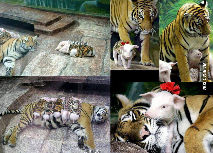 Tiger PIG.... Tiger PIG.. LOOK OUUUTT!!!! He is a Tiger PIG - 9GAG