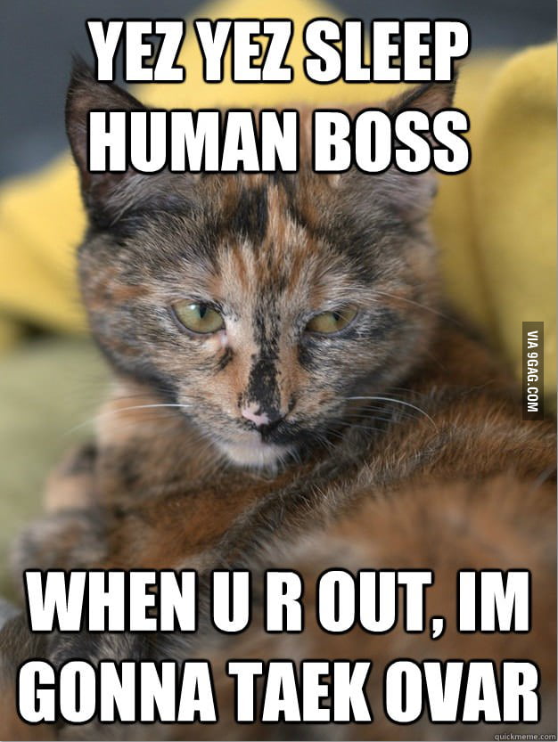 Conniving cat - 9GAG