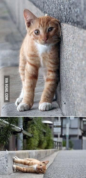 Cute cat ^^ - 9GAG