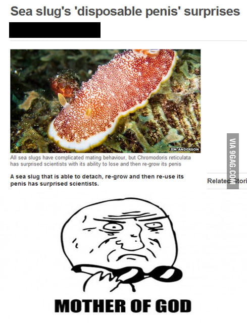 Sea Slug Surprise... - 9GAG