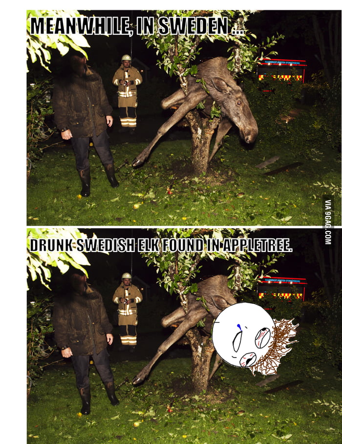 Meanwhile, in Sweden - 9GAG