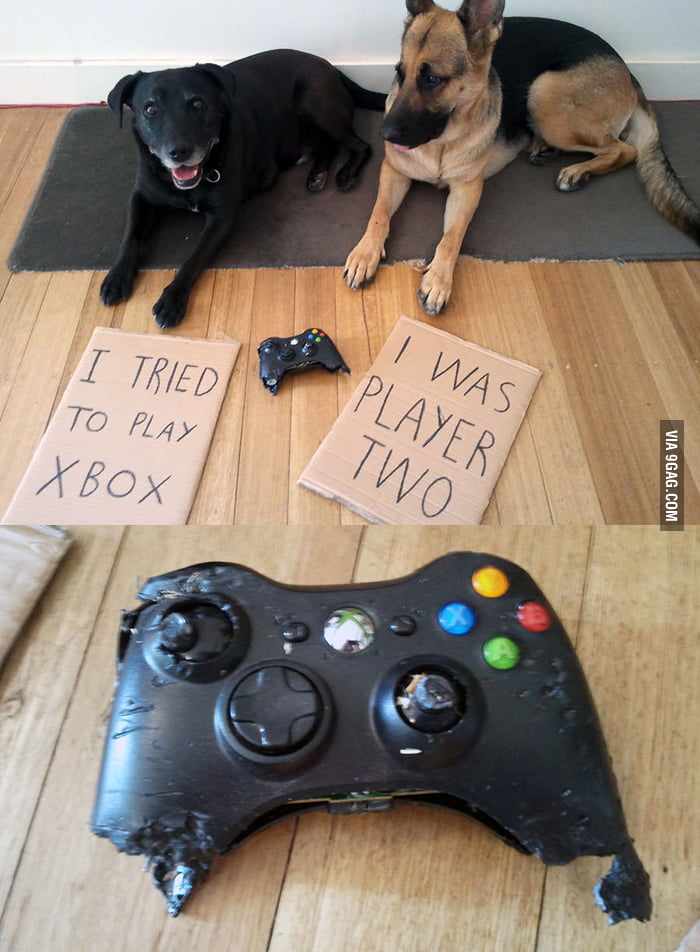 Dog shaming Xbox edition - 9GAG