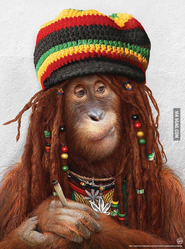 In Jamaica, even the monkeys are cool... - 9GAG