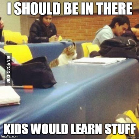 I should cat - 9GAG