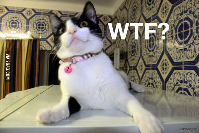 Wtf cat - 9GAG