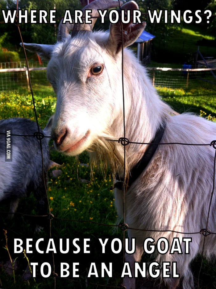 Ridiculously photogenic goat - 9GAG