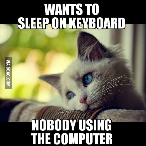 First World Cat Problems - 9GAG