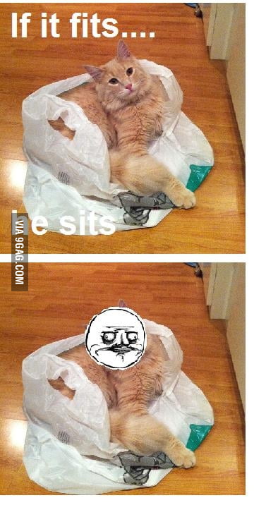 Cat logic - 9GAG