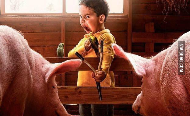 Angry Birds in Real Life. - 9GAG