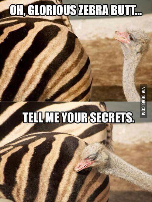 Oh glorious Zebra butt.... - 9GAG