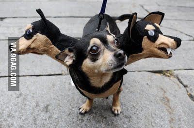 Cerberus in Real Life - 9GAG
