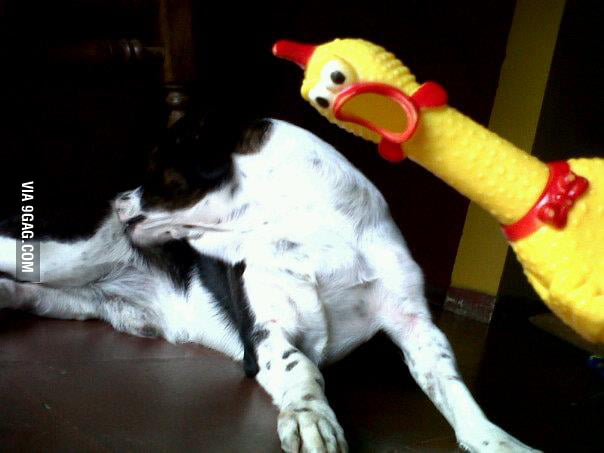 Dramatic chicken is dramatic - 9GAG