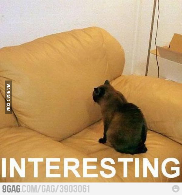Interested cat is interested - 9GAG