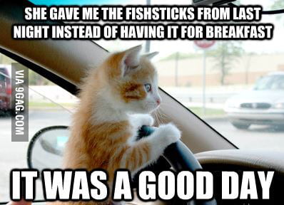 Good Day Kitteh !! - 9GAG