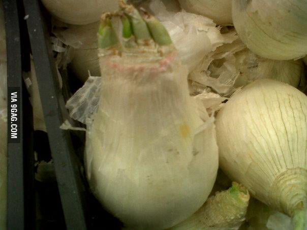 MUTANT ONION - 9GAG