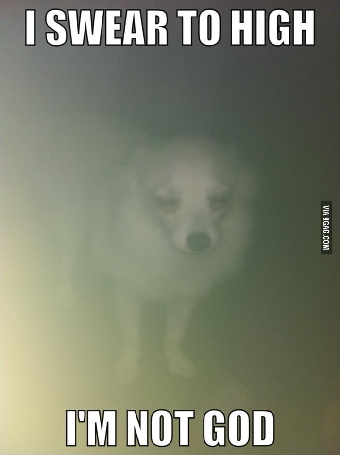 High dog is high - 9GAG