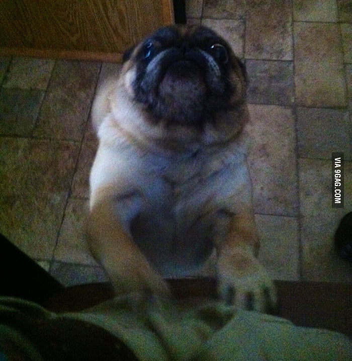 Pugerpillar is really hungry .. - 9GAG