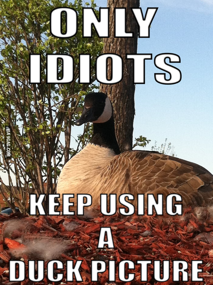 Tough Love Goose - 9GAG